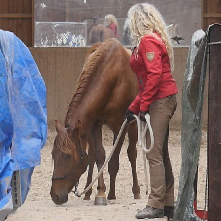 pferdeorientiertes Reiten – Theorie auf El Rocio Chiemsee 2018